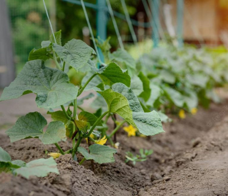 11 Crucial Tips On Cucumber Farming you need to know – Mega Atlantics Farms